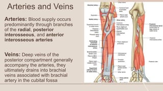 Anatomy of Elbow and Forearm.pptx