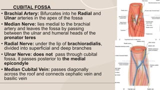 Anatomy of Elbow and Forearm.pptx
