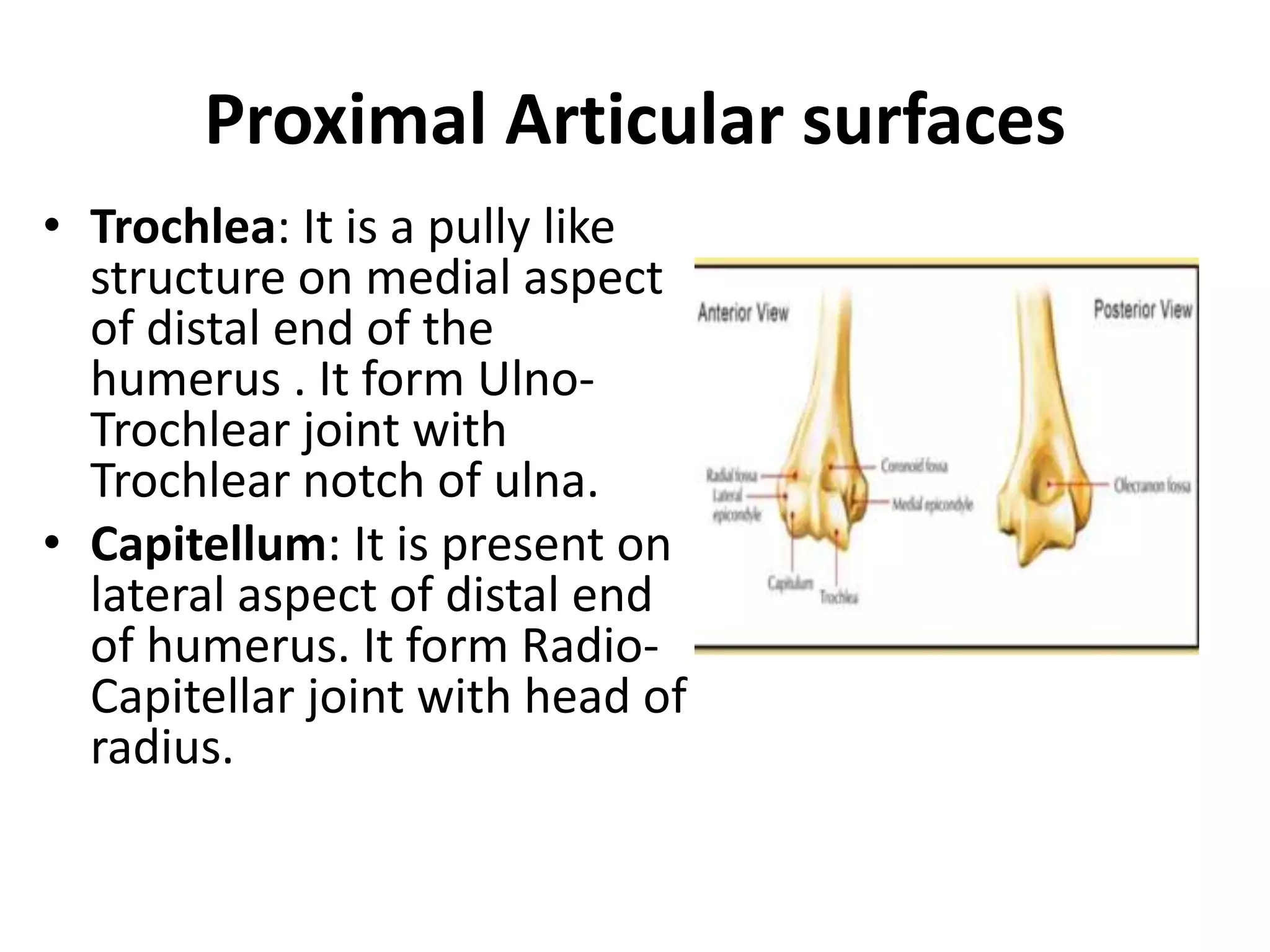 Anatomy of elbow joint | PPTX