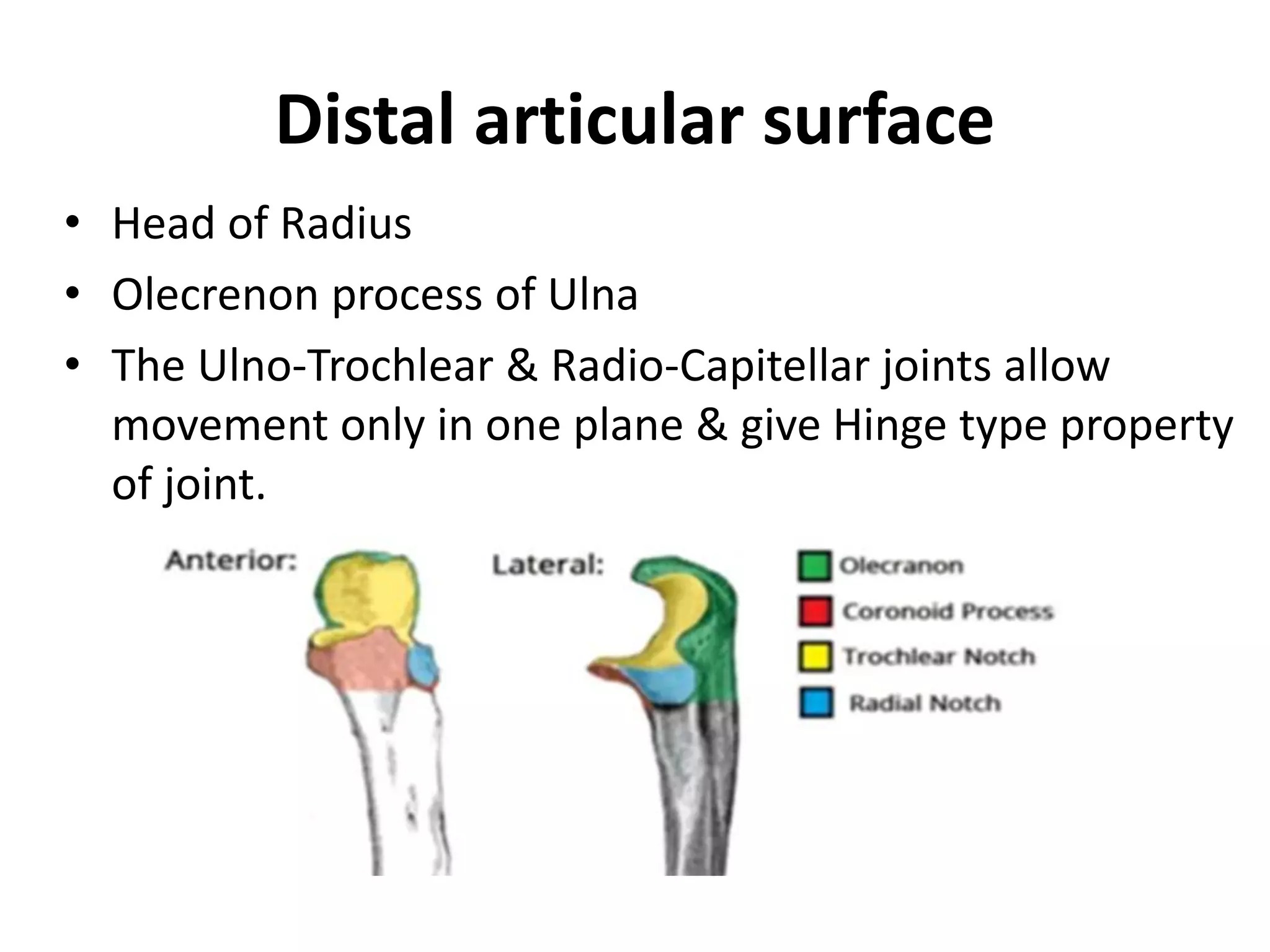 Anatomy of elbow joint | PPTX
