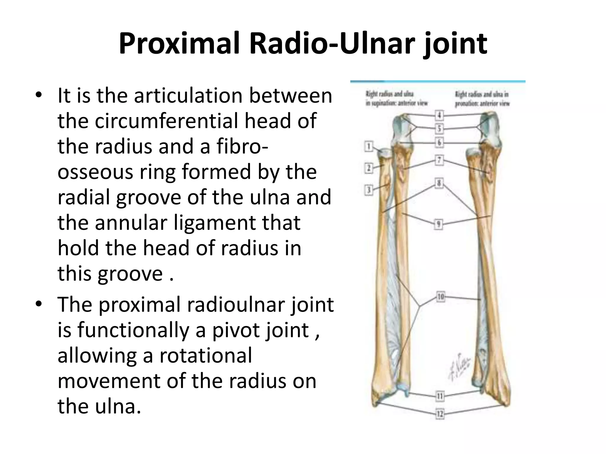 Anatomy of elbow joint | PPTX