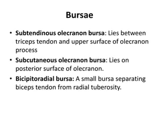 Anatomy of elbow joint | PPTX
