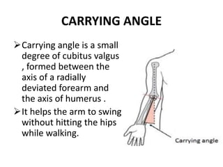 Anatomy of elbow joint | PPTX