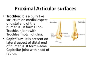 Anatomy of elbow joint | PPTX