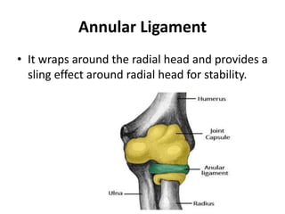 Anatomy of elbow joint | PPTX