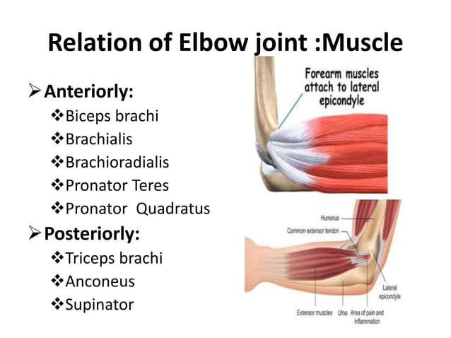 Anatomy of elbow joint | PPT
