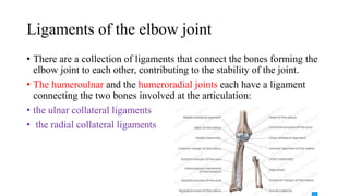 ANATOMY OF ELBOW JOINT.pptx