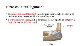 ANATOMY OF ELBOW JOINT.pptx