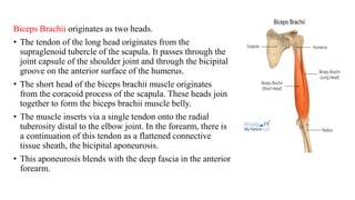 ANATOMY OF ELBOW JOINT.pptx