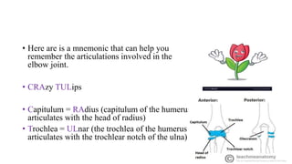 ANATOMY OF ELBOW JOINT.pptx