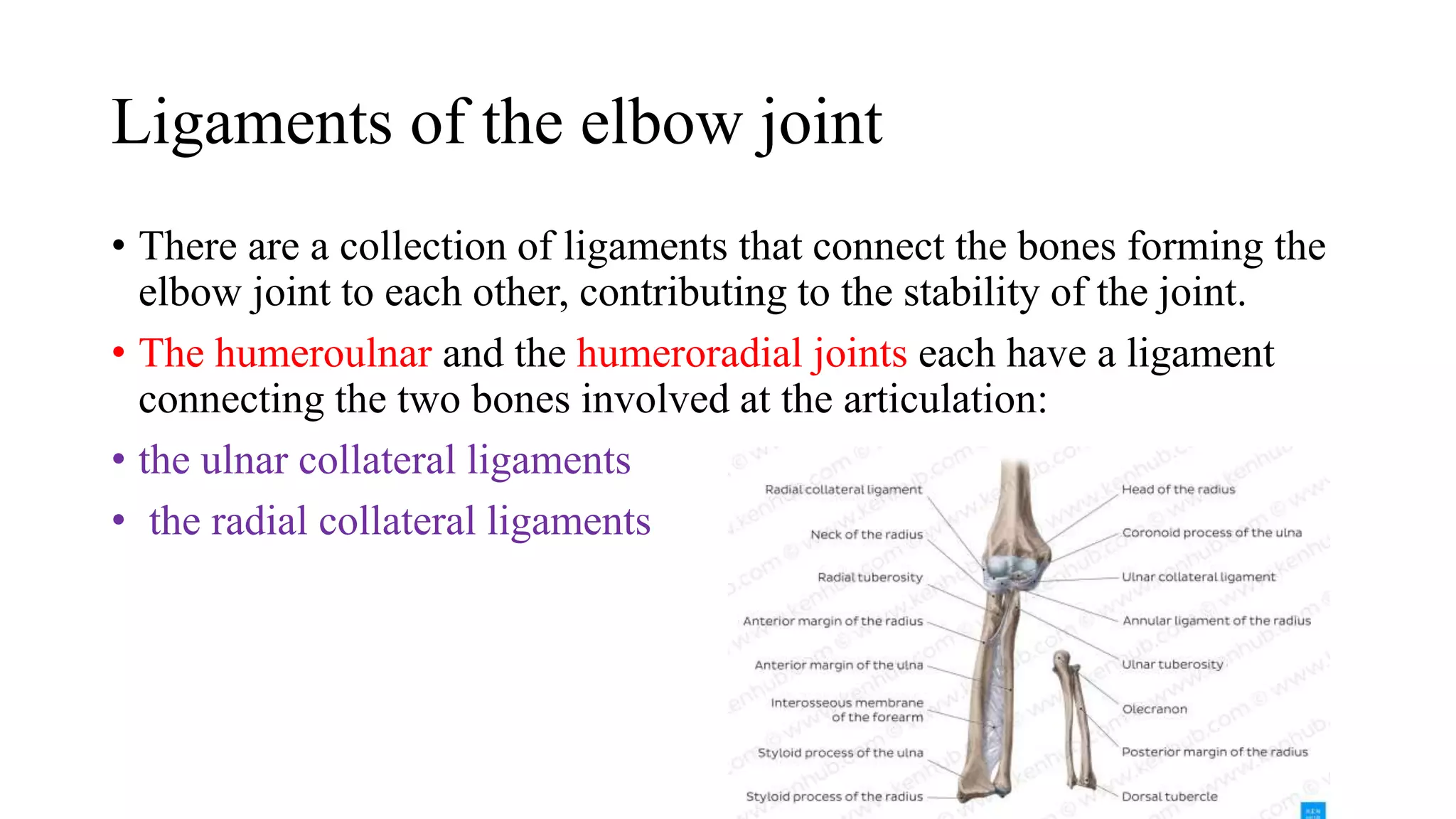 ANATOMY OF ELBOW JOINT.pptx