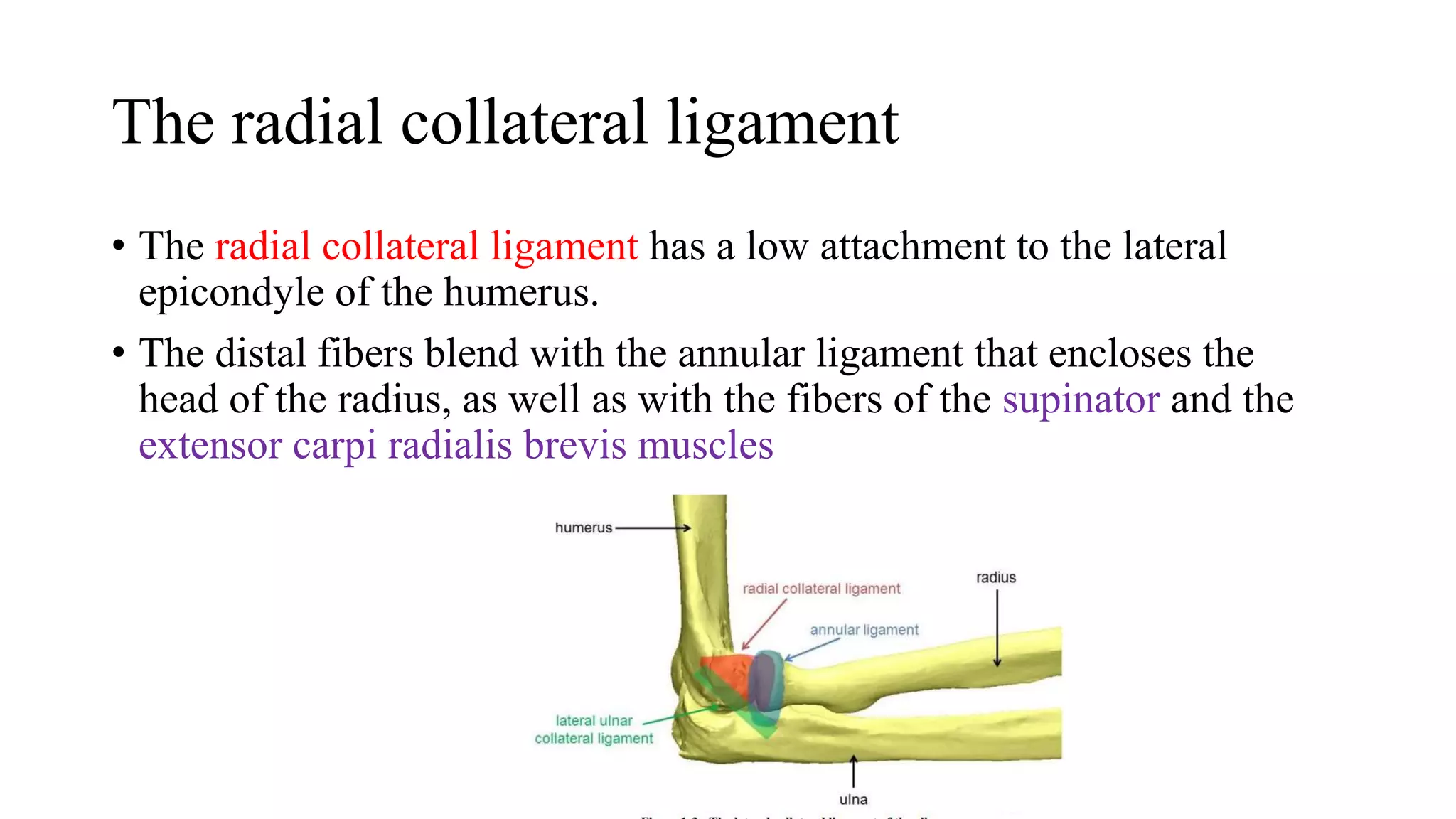 ANATOMY OF ELBOW JOINT.pptx