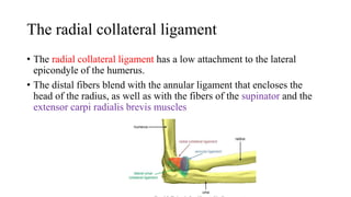 ANATOMY OF ELBOW JOINT.pptx
