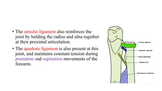 ANATOMY OF ELBOW JOINT.pptx
