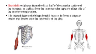 ANATOMY OF ELBOW JOINT.pptx