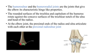 ANATOMY OF ELBOW JOINT.pptx