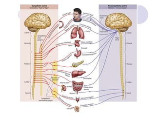 Anatomy of emotions | PPTX