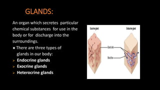 Anatomy of endocrine system | PPTX