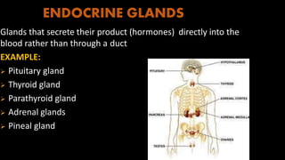 Anatomy of endocrine system | PPTX