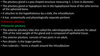 Anatomy of endocrine system | PPTX