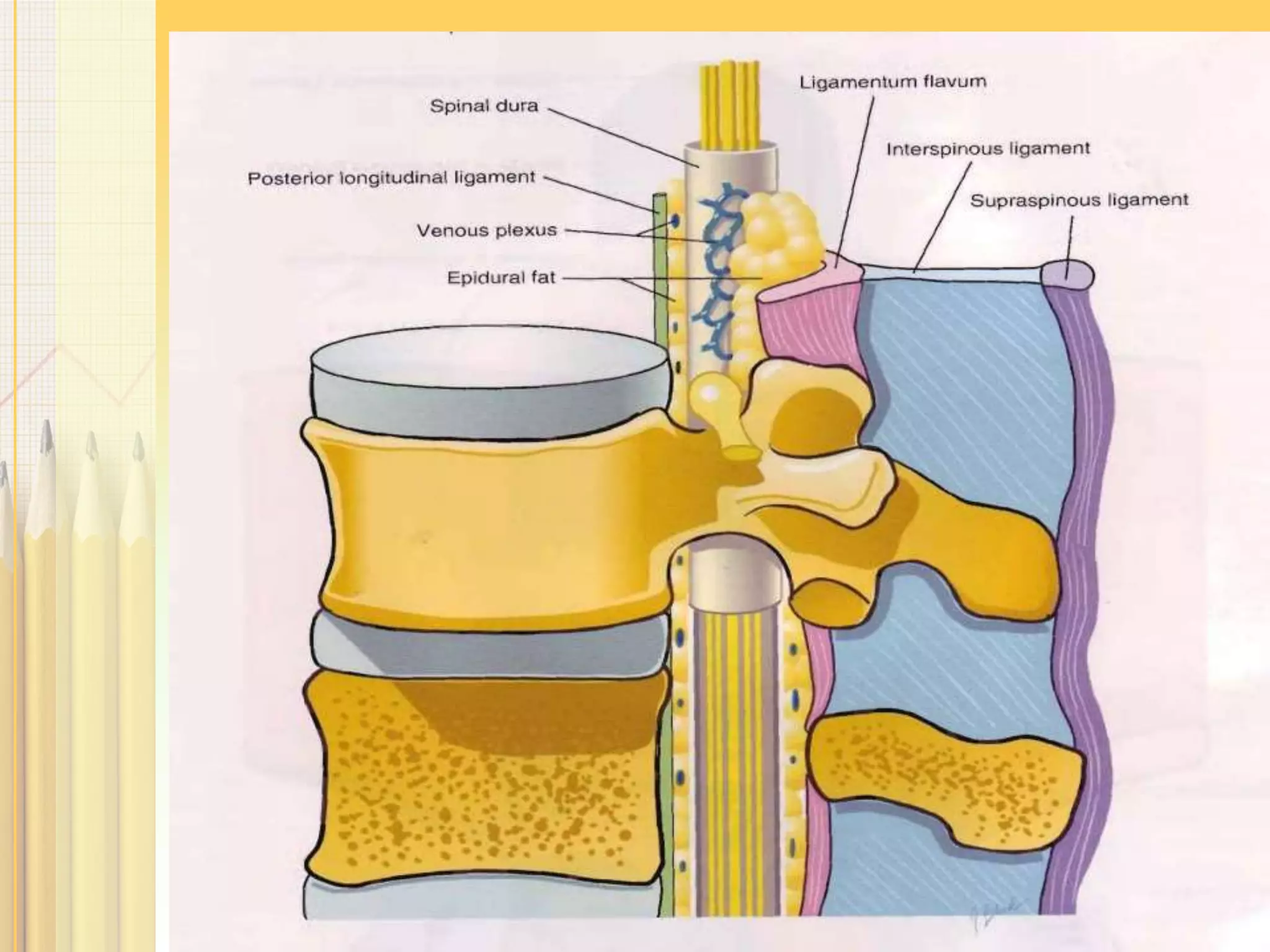 Anatomy of epidural space | PPTX
