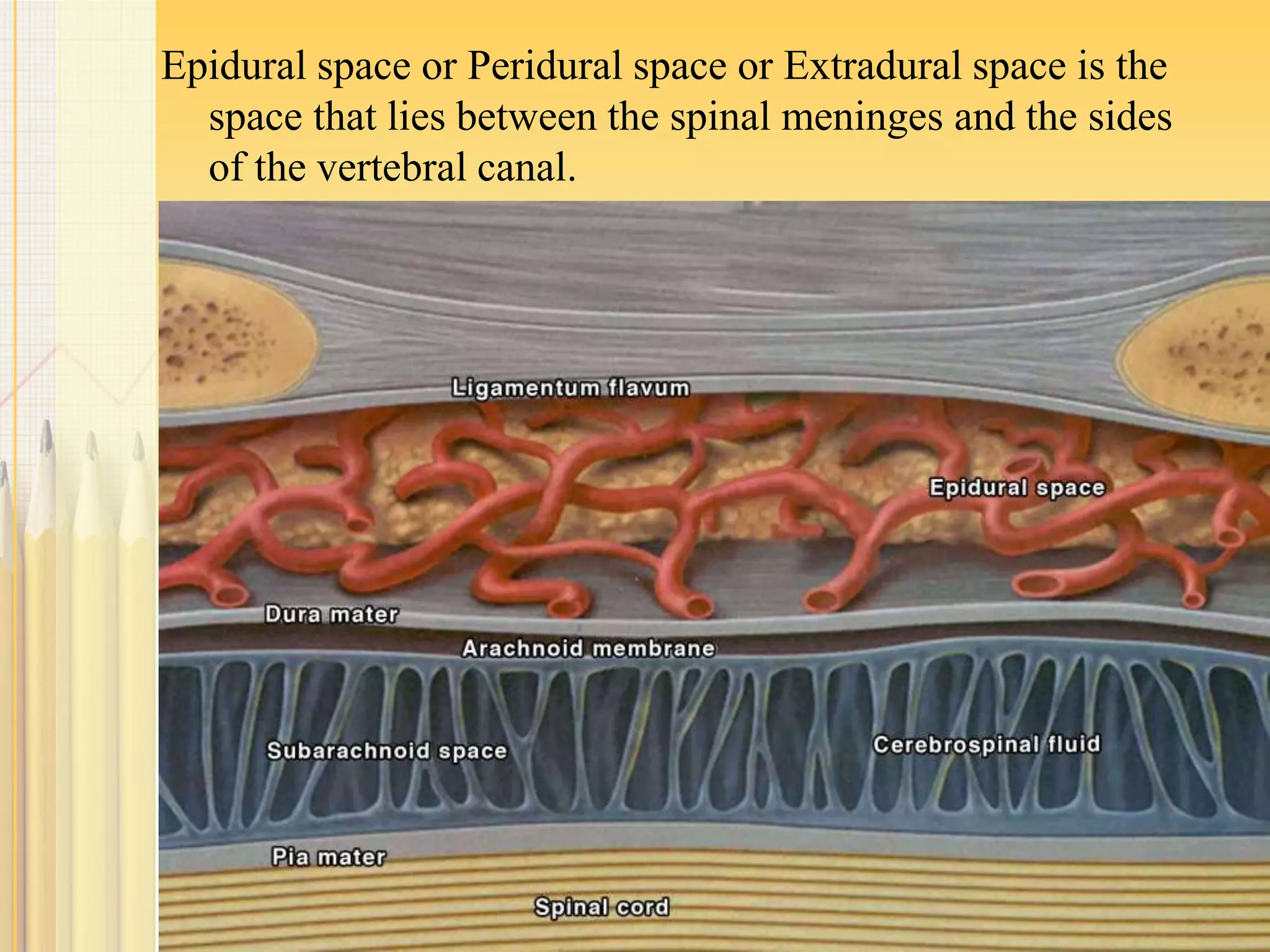 Anatomy of epidural space | PPTX