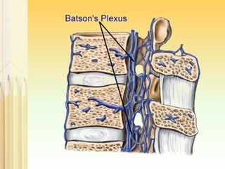 Anatomy of epidural space | PPTX