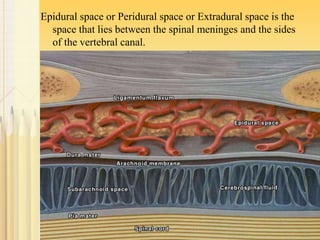 Anatomy of epidural space | PPTX