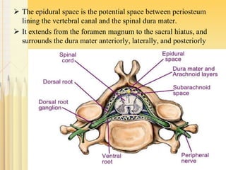 Anatomy of epidural space | PPTX