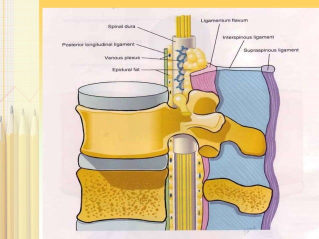Anatomy Of Epidural Space Ppt