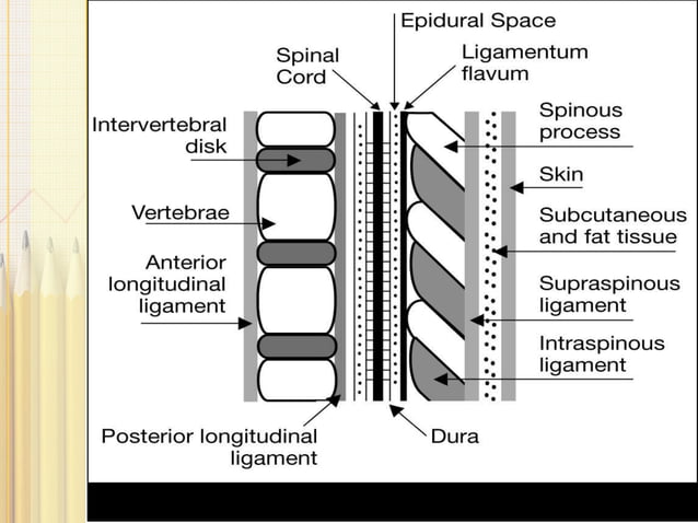 Anatomy of epidural space | PPT
