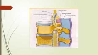 ANATOMY OF EPIDURAL SPACES AND CAUDAL EPIDURAL BOUNDARIES.pptx