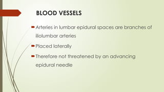 ANATOMY OF EPIDURAL SPACES AND CAUDAL EPIDURAL BOUNDARIES.pptx