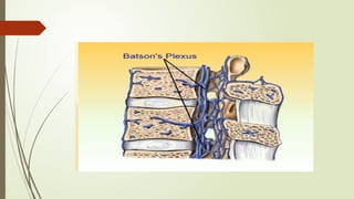 ANATOMY OF EPIDURAL SPACES AND CAUDAL EPIDURAL BOUNDARIES.pptx
