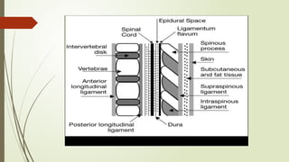 ANATOMY OF EPIDURAL SPACES AND CAUDAL EPIDURAL BOUNDARIES.pptx