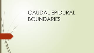 ANATOMY OF EPIDURAL SPACES AND CAUDAL EPIDURAL BOUNDARIES.pptx