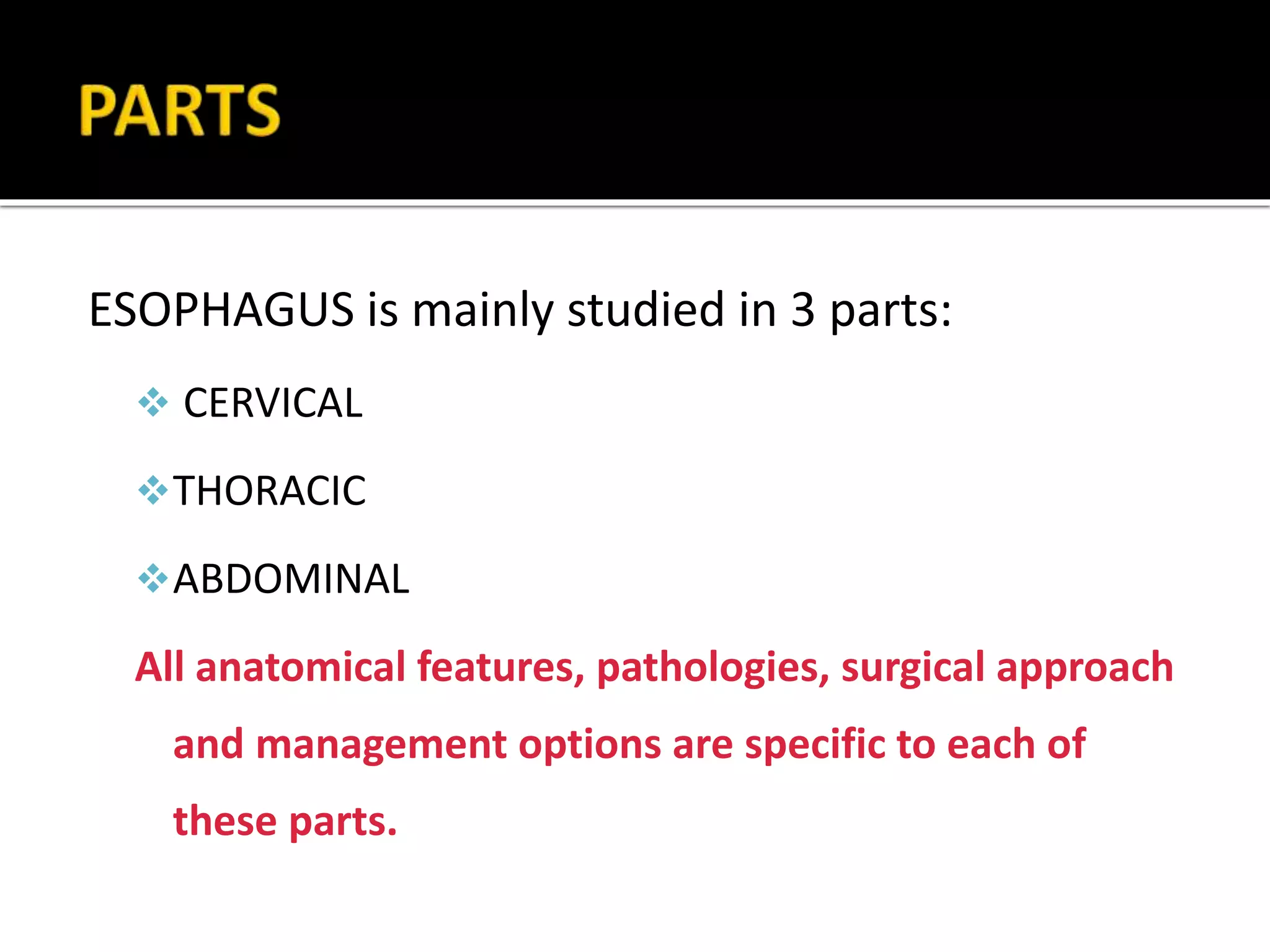 Anatomy of esophagus | PPTX