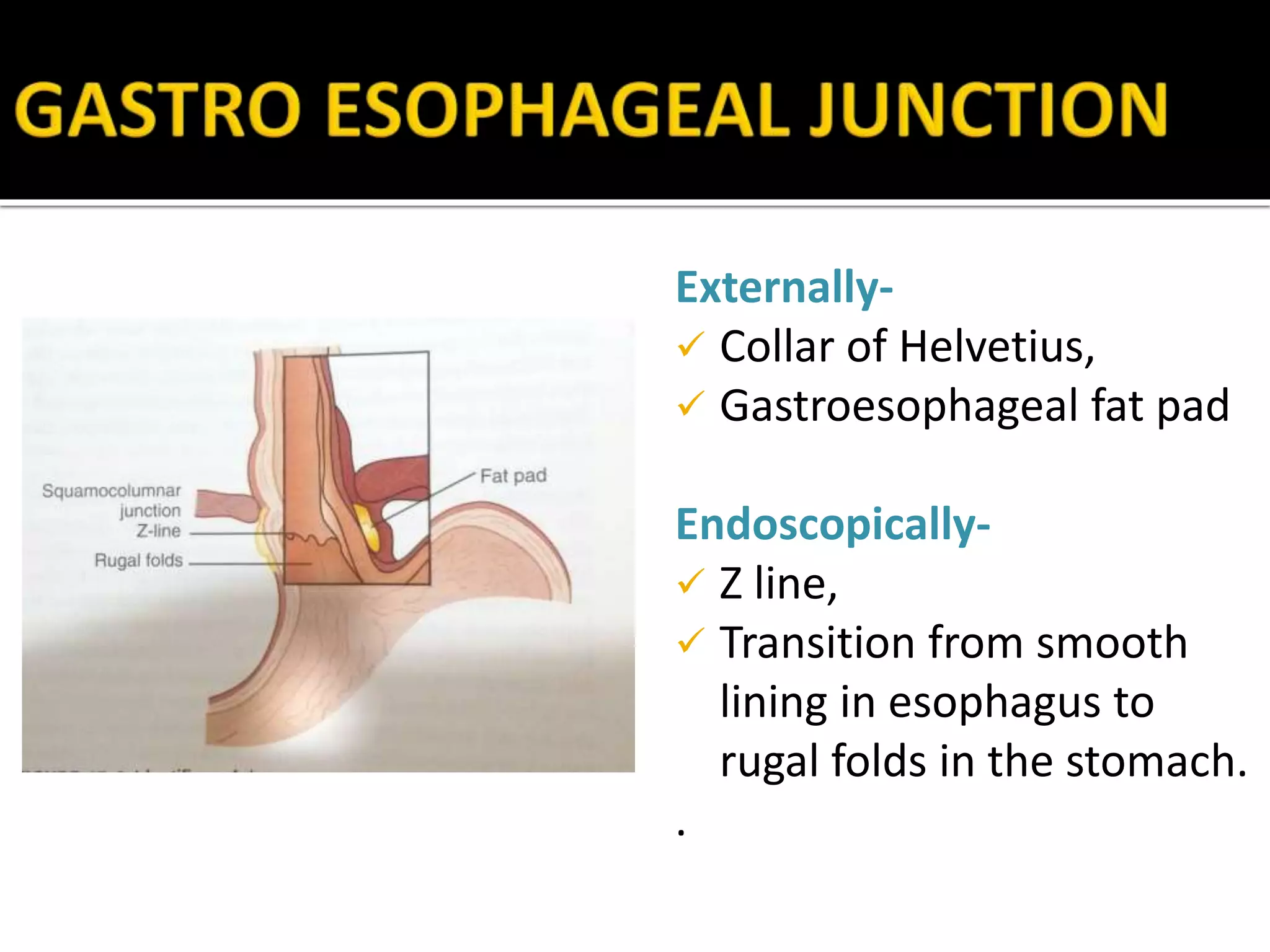 Anatomy of esophagus | PPTX