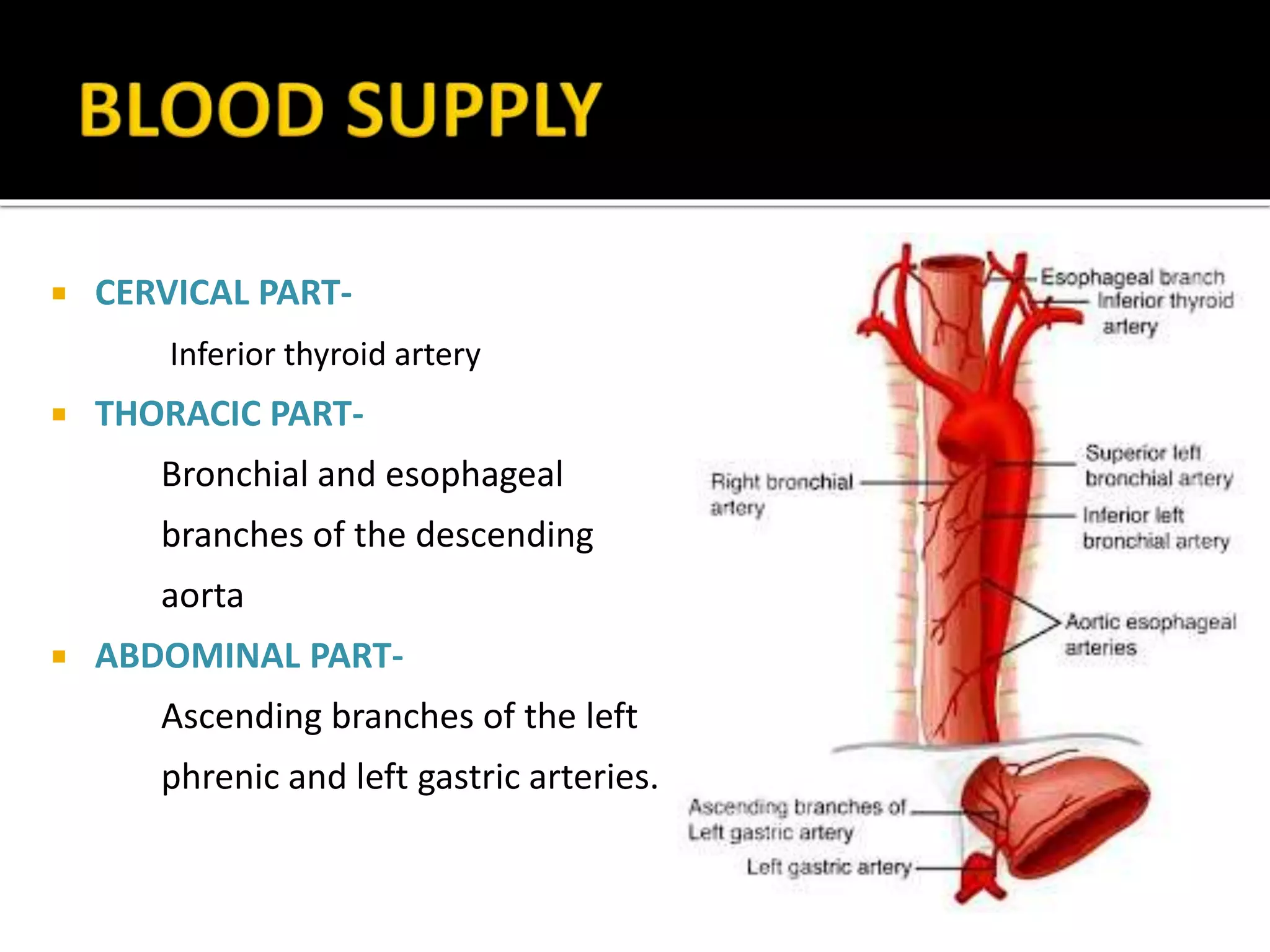 Anatomy of esophagus | PPTX