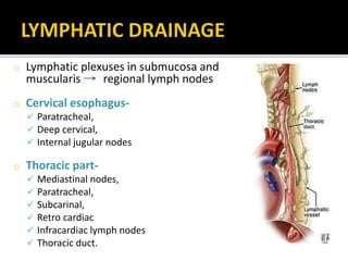 Anatomy of esophagus | PPTX