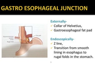 Anatomy of esophagus | PPTX