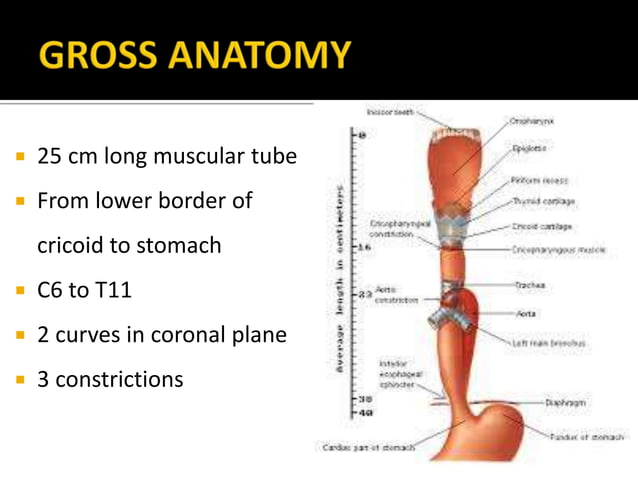 Anatomy of esophagus | PPT