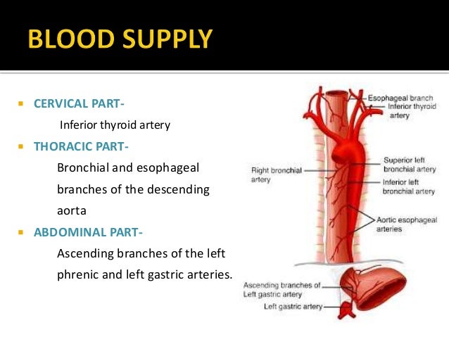 Anatomy of esophagus