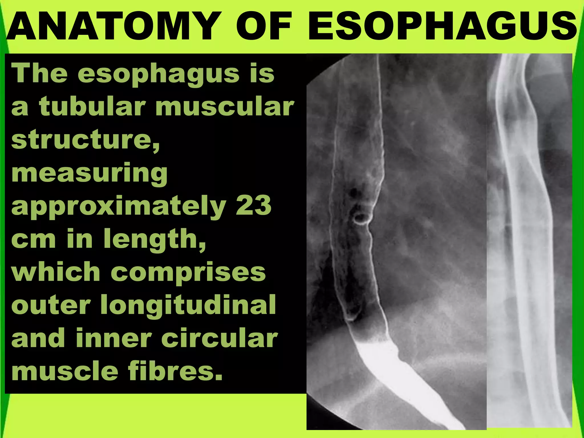 Anatomy of esophagus | PPTX