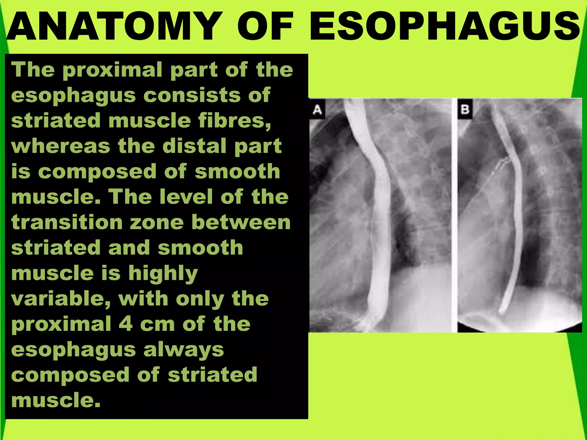 Anatomy of esophagus | PPTX