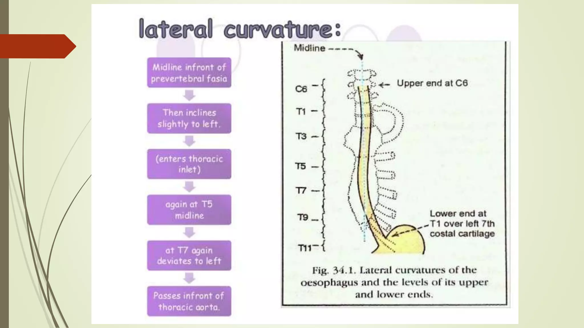 Anatomy of esophagus | PPTX