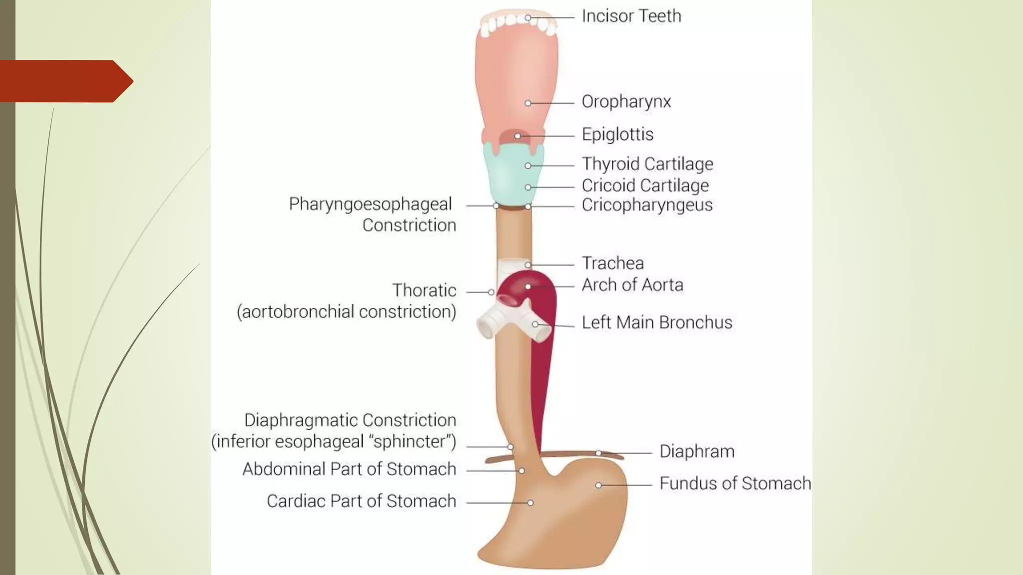 Anatomy of esophagus | PPTX