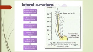 Anatomy of esophagus | PPTX