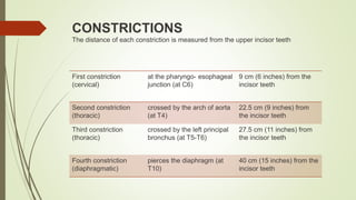 Anatomy of esophagus | PPTX