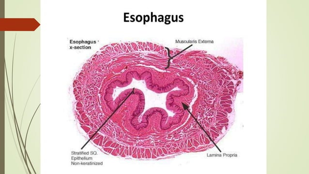 Anatomy of esophagus | PPT